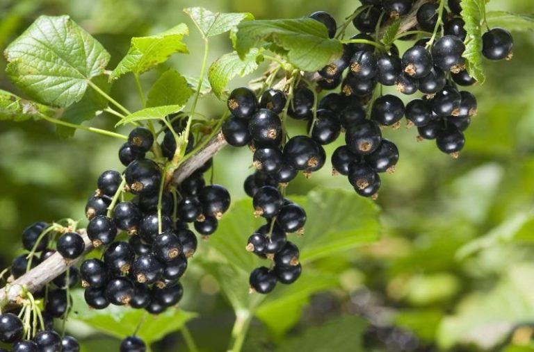 10 Proven Health Benefits of Blackcurrant | Health Tips