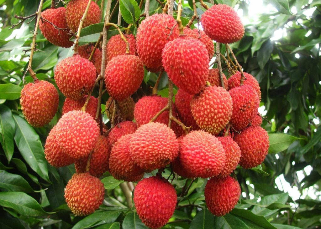 10 Proven Health Benefits of Lychee | Health Tips