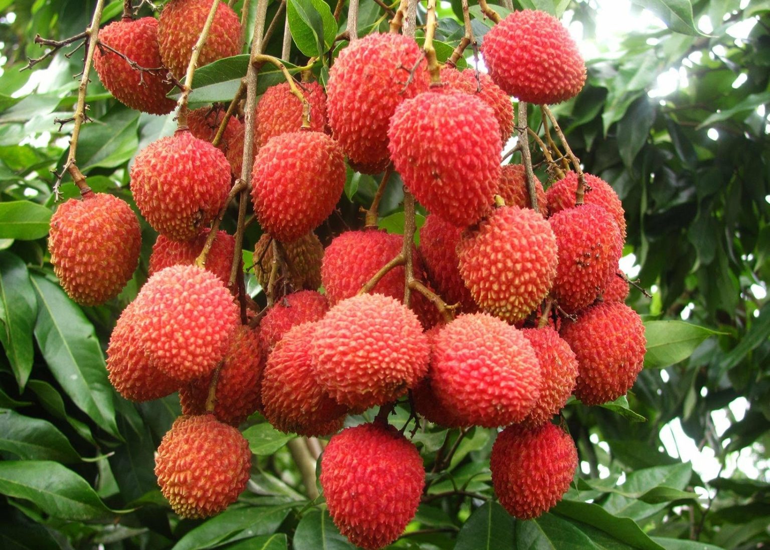 10 Proven Health Benefits of Lychee | Health Tips