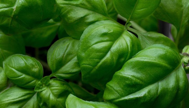 10 Proven Health Benefits of Basil | Health Tips