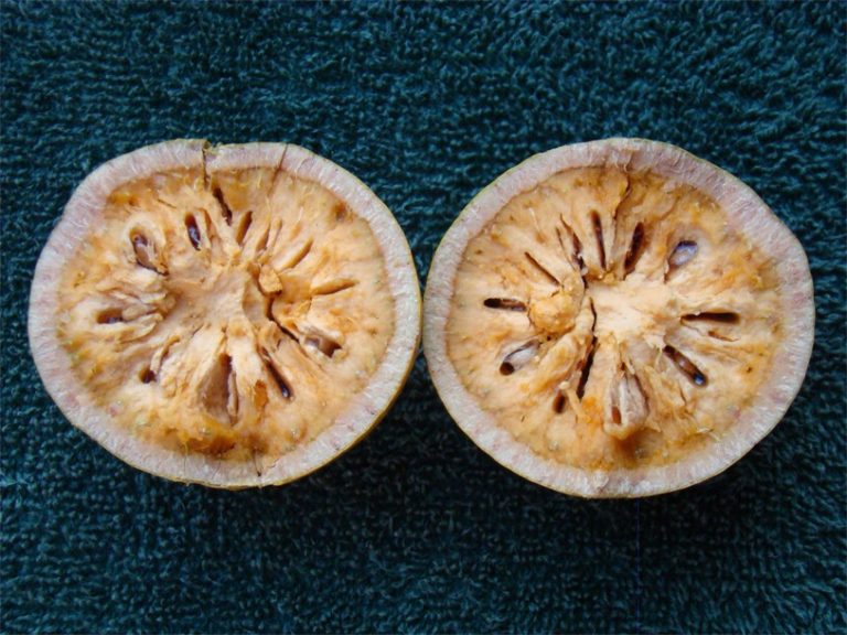 28 Proven Health Benefits of Bael | Health Tips