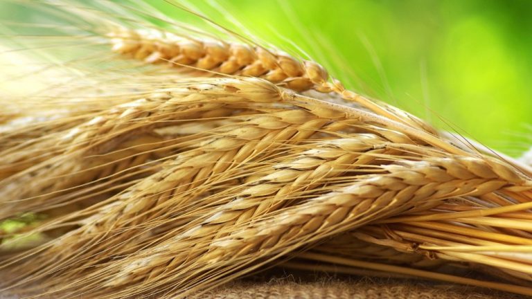 15 Proven Health Benefits of Rye | Health Tips